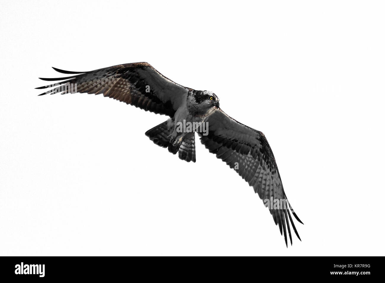 Osprey in flight isolated on a white background Stock Photo - Alamy