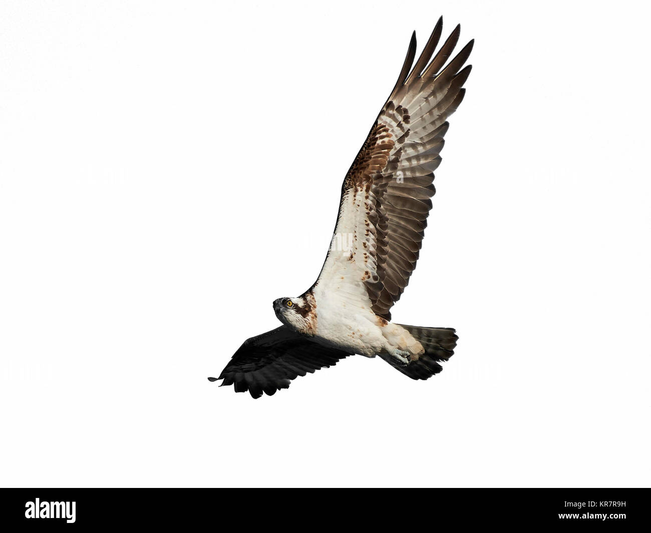 Osprey in flight isolated on a white background Stock Photo - Alamy