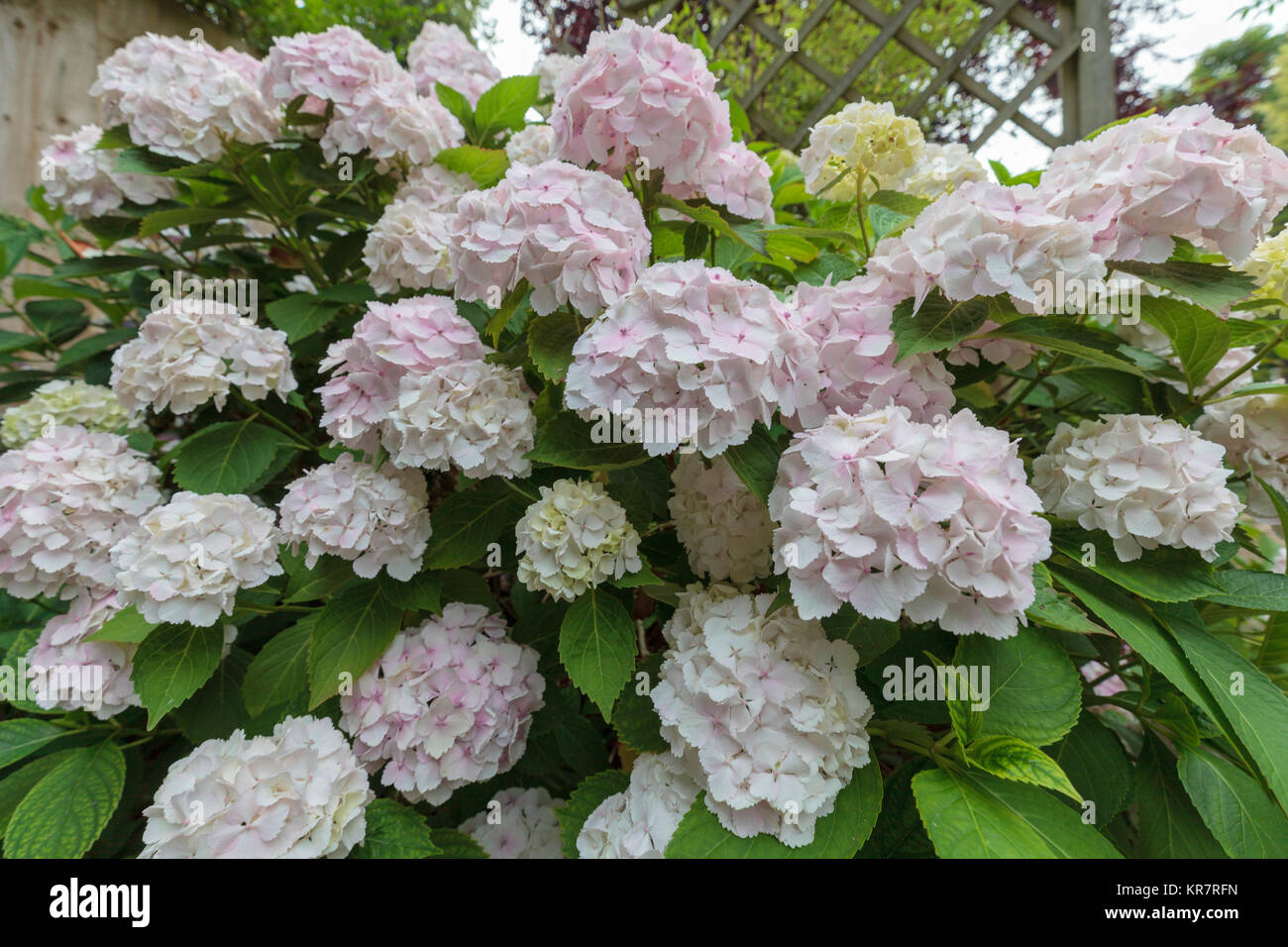 Hydrangea Flowers in Bloom Stock Photo - Alamy