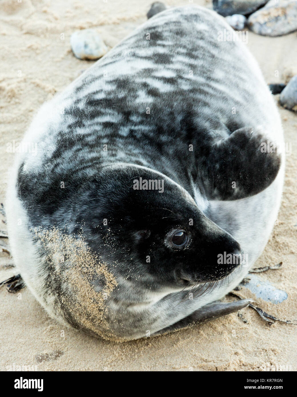 Grey seals on the norfolk coast Stock Photo - Alamy
