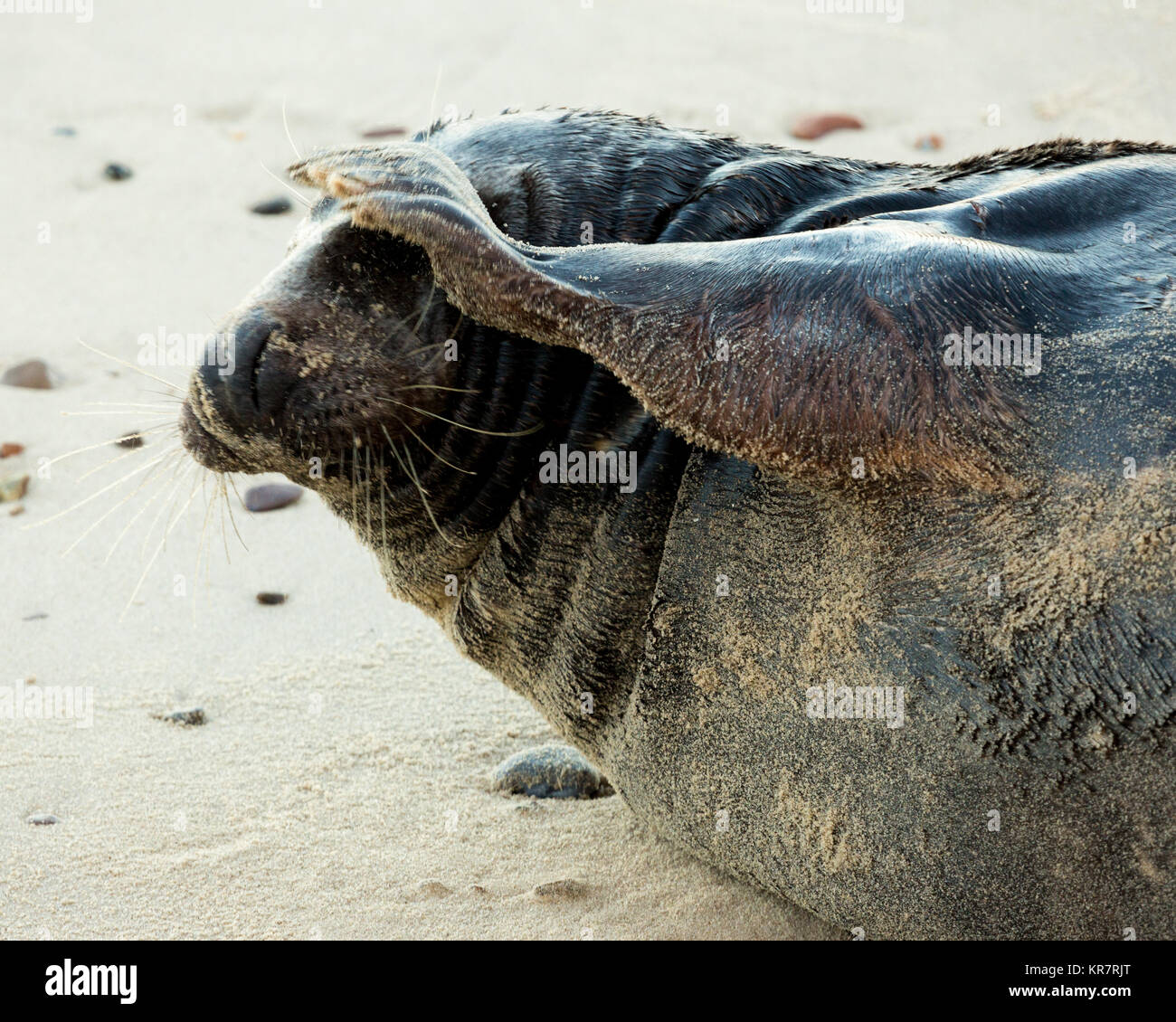 Ferocious sea beaches hi-res stock photography and images - Alamy