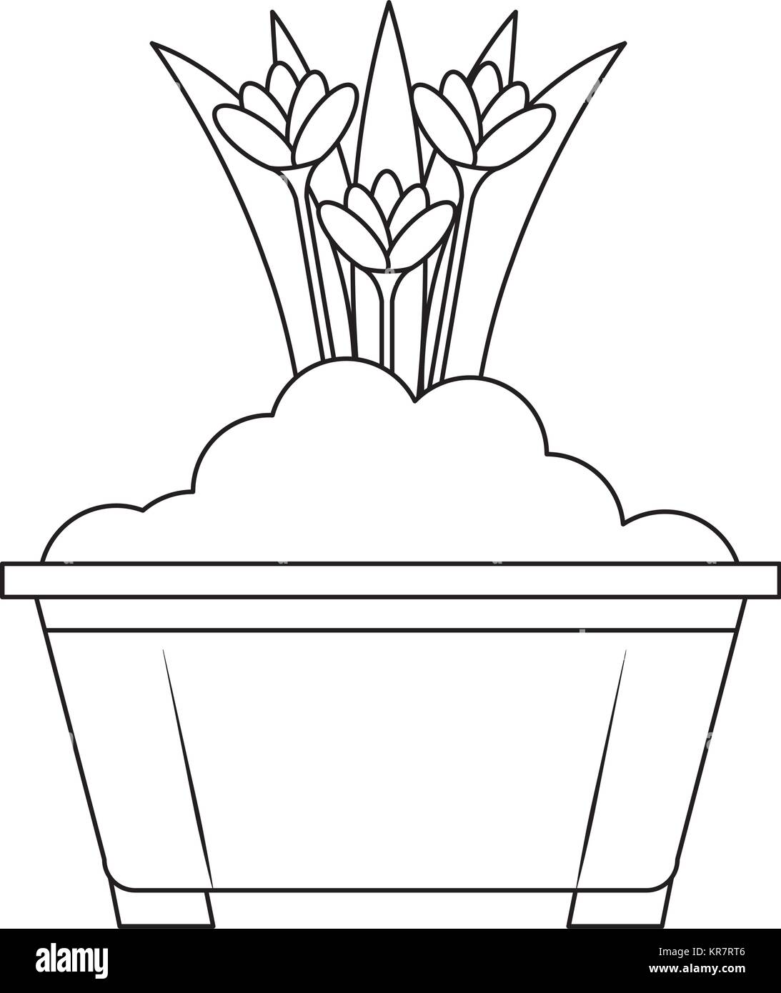 Beautiful flowers garden cultivated Stock Vector Images - Alamy