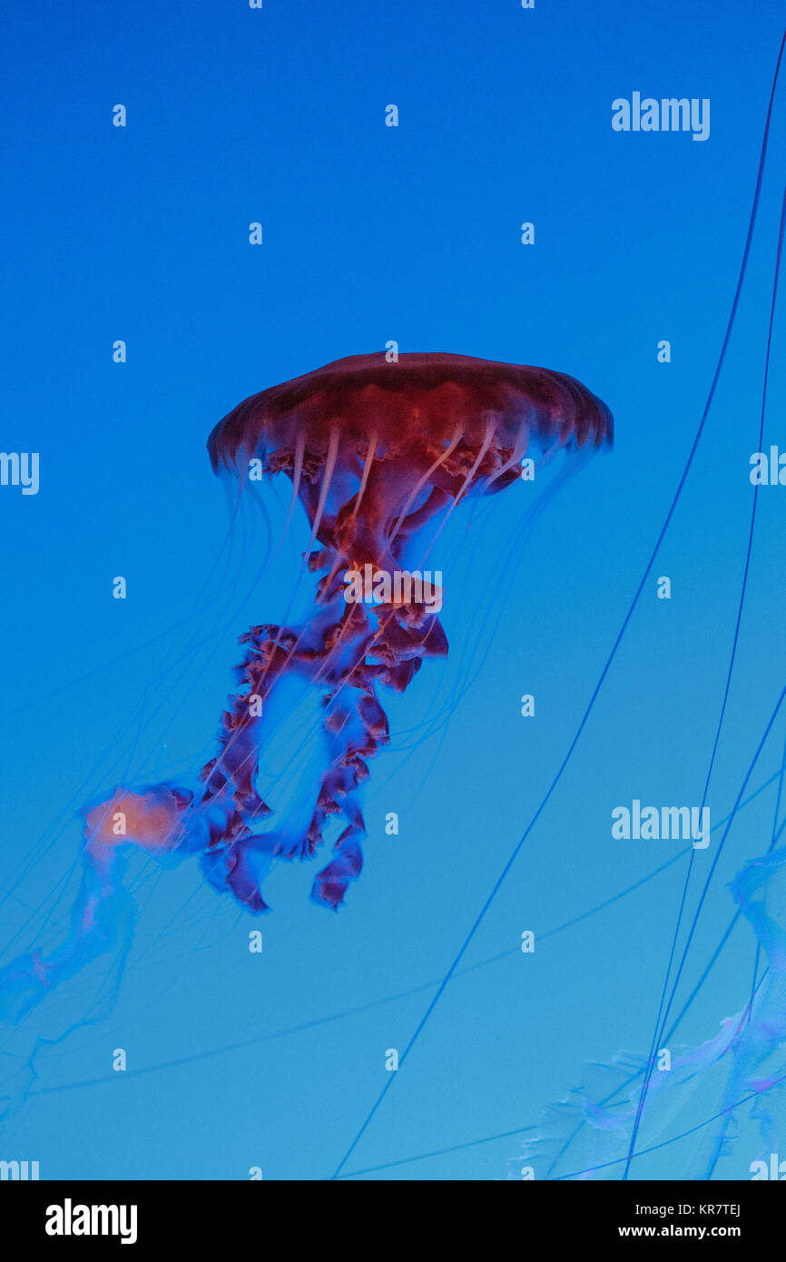 Stinging jellyfish hi-res stock photography and images - Alamy