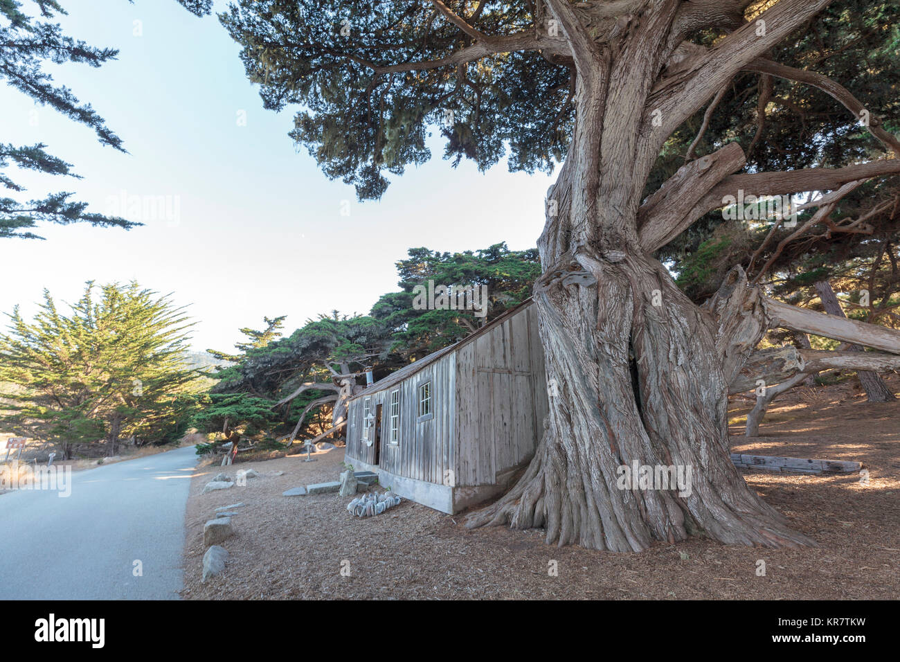 Monterey california point lobos whale hi-res stock photography and ...