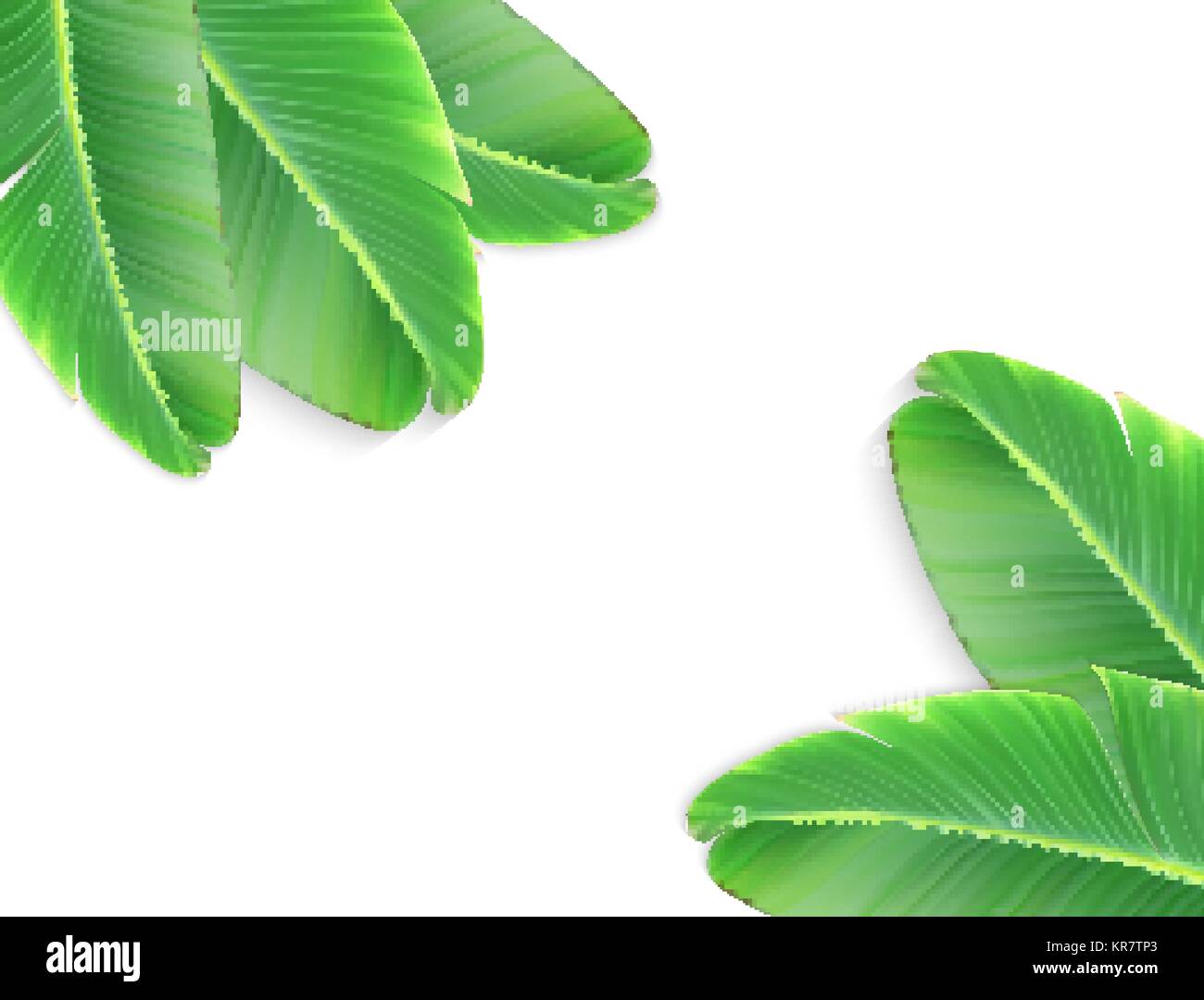 A naturalistic leaf of a banana palm with flower. Vector Illustr Stock ...