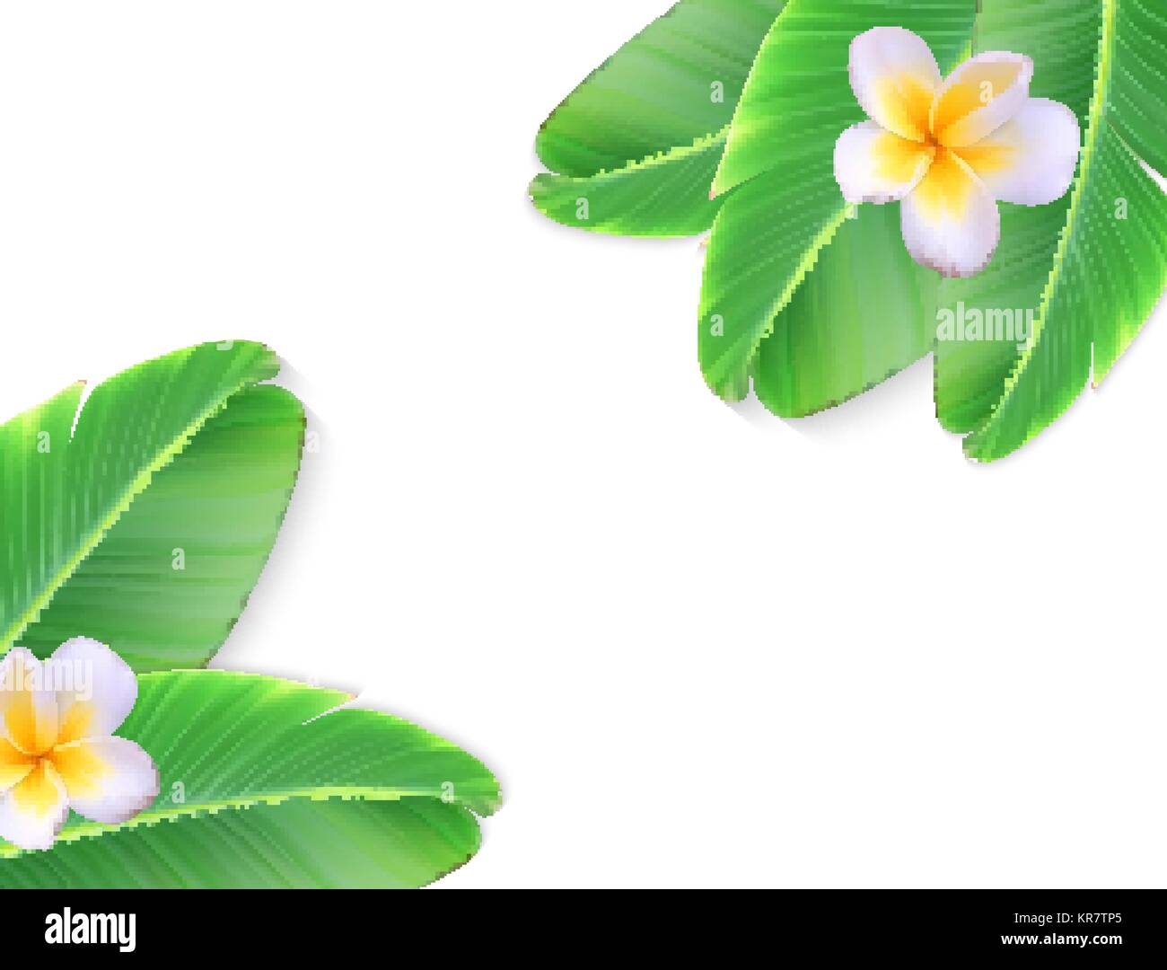 A naturalistic leaf of a banana palm with flower. Vector Illustr Stock ...