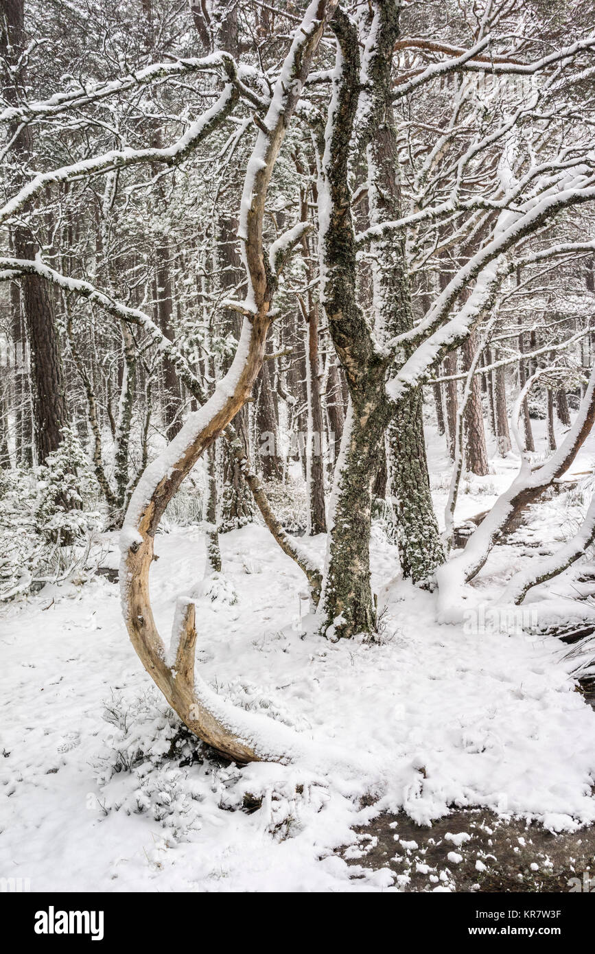 Stuntes trees in snow at Abernethy forest in Scotland Stock Photo - Alamy