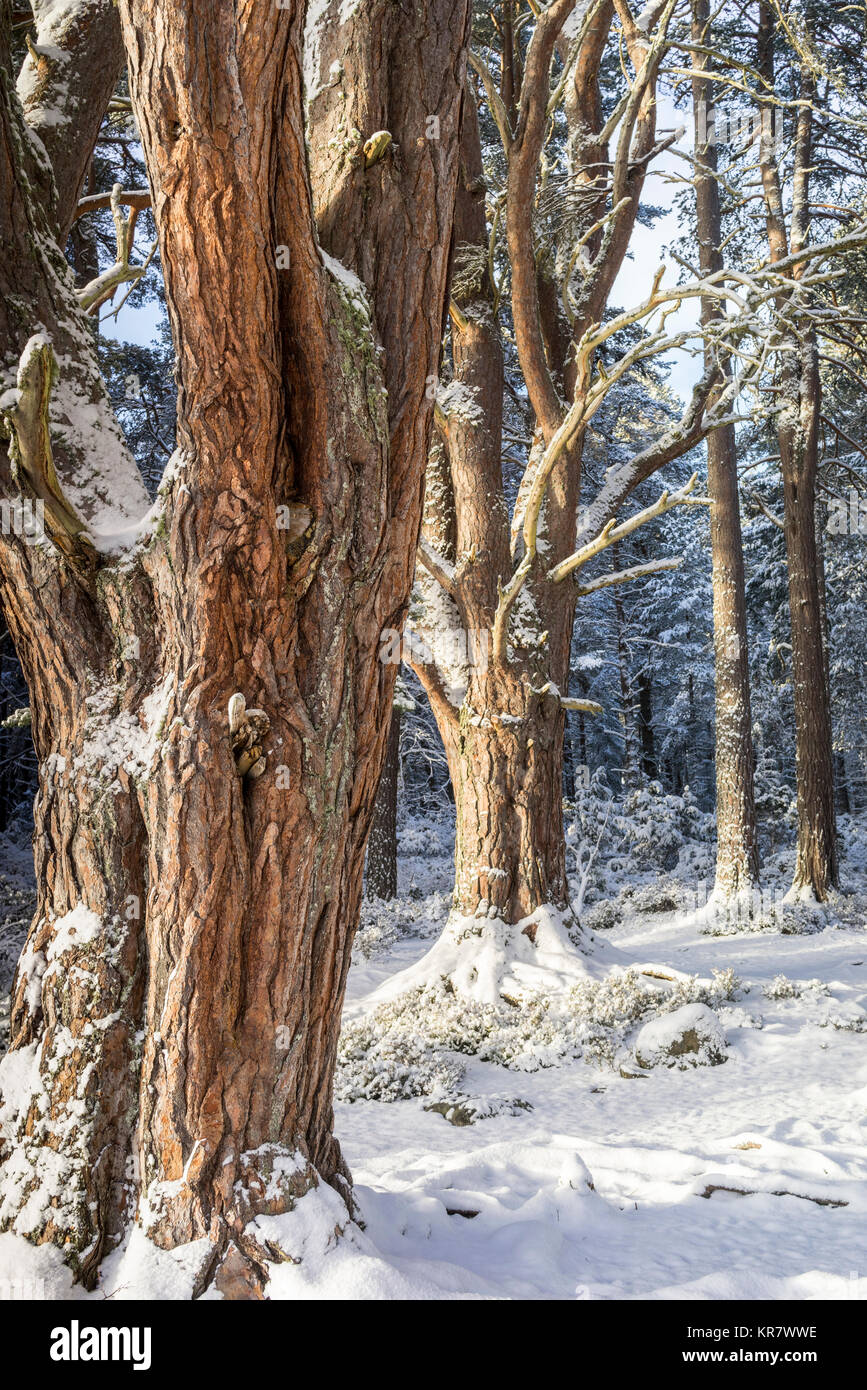 Caledonian Scots Pine in snow at Abernethy forest in Scotland Stock ...