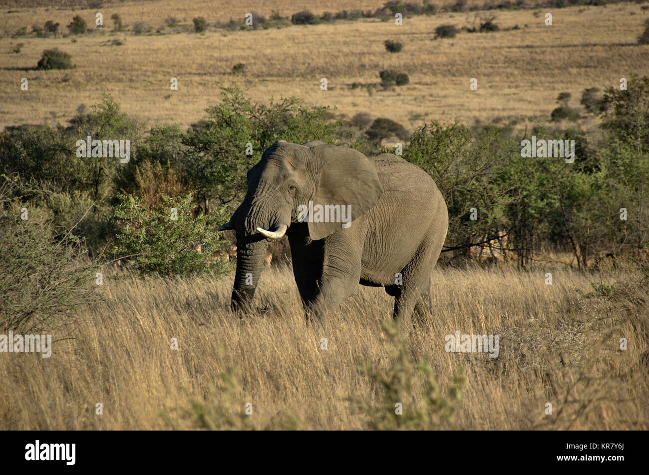 Elephant at Pilanesberg National Park, North West Provinve, South ...