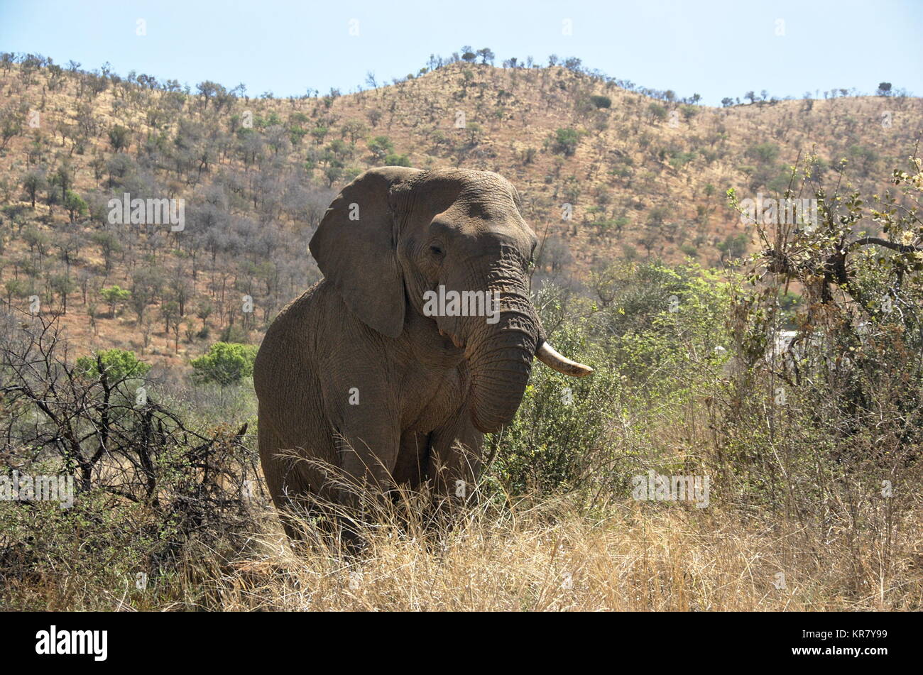 Elephant mountains hi-res stock photography and images - Alamy