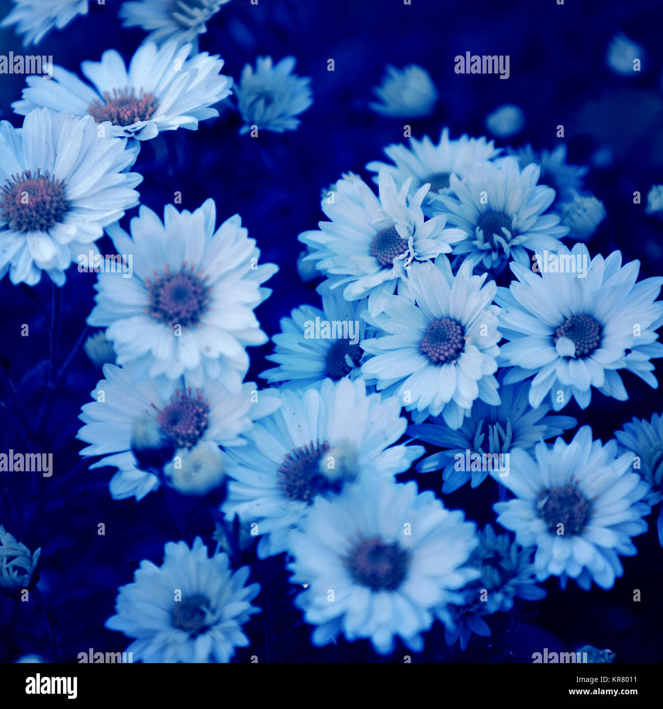 Beautiful daisies grow wild hi-res stock photography and images - Alamy