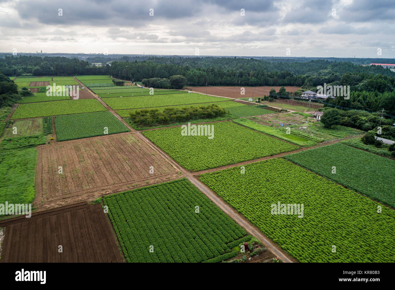 Shimousa Plateau, Tako Town, Katori District, Chiba Prefecture, Japan ...