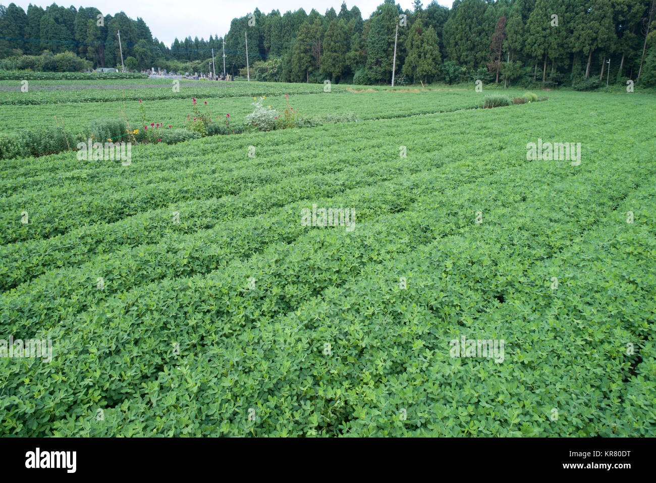 Shimousa Plateau, Tako Town, Katori District, Chiba Prefecture, Japan ...