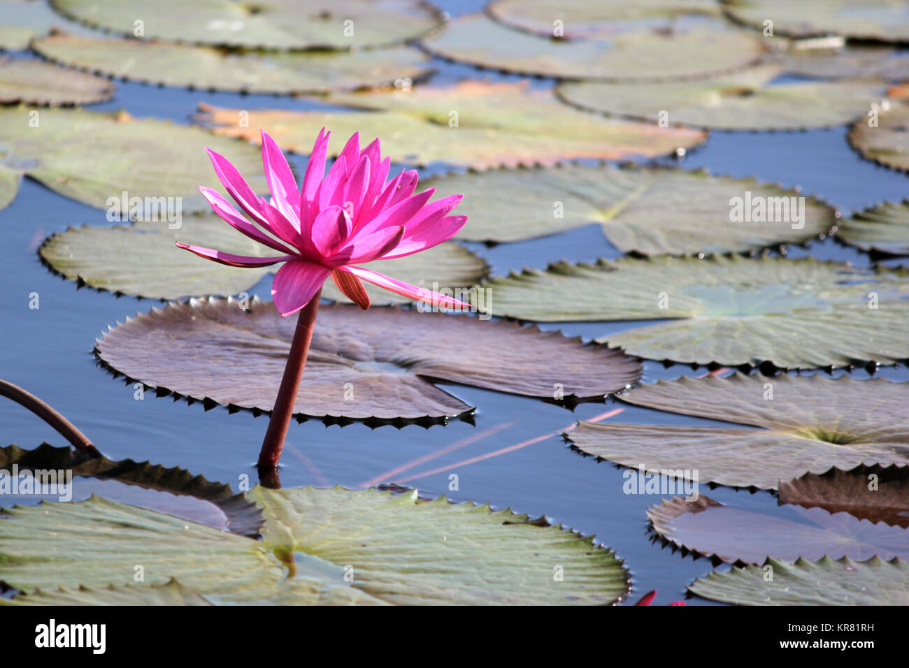 The red water lily hi-res stock photography and images - Alamy
