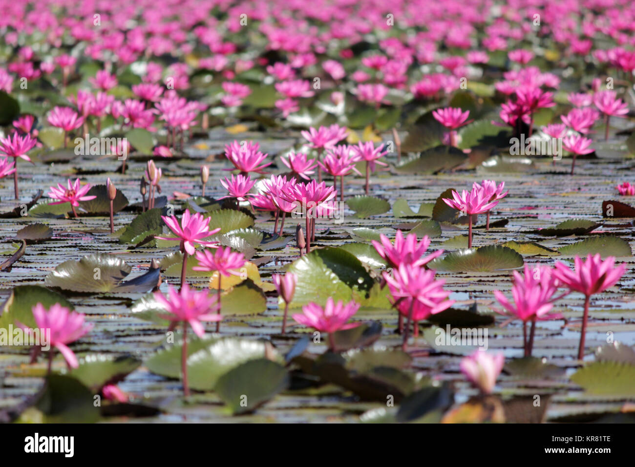 Beautiful field pond in hi-res stock photography and images - Alamy