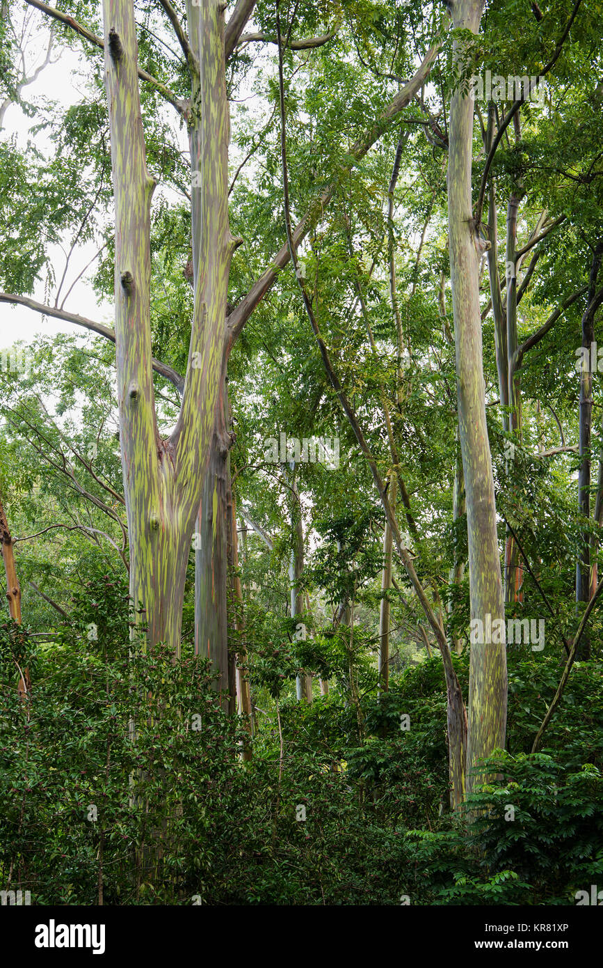 Rainbow Eucalyptus (Eucalyptus deglupta) seen on thr road to Hana, Maui ...