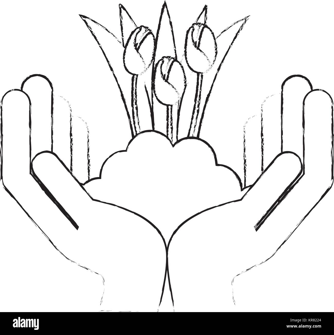 beautiful roses cultivated with hands Stock Vector Image & Art - Alamy