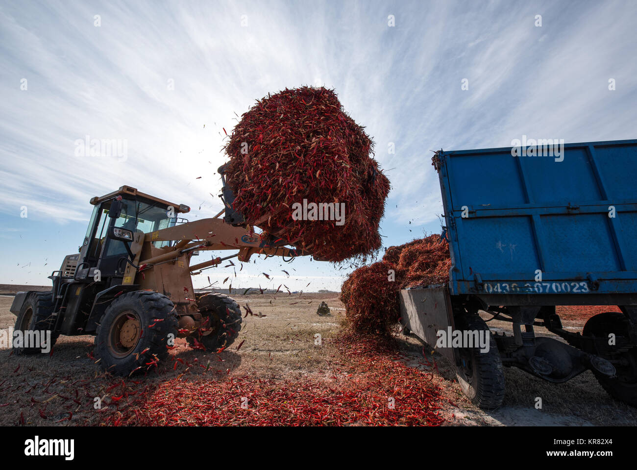 Chili pepper field asia hi-res stock photography and images - Alamy