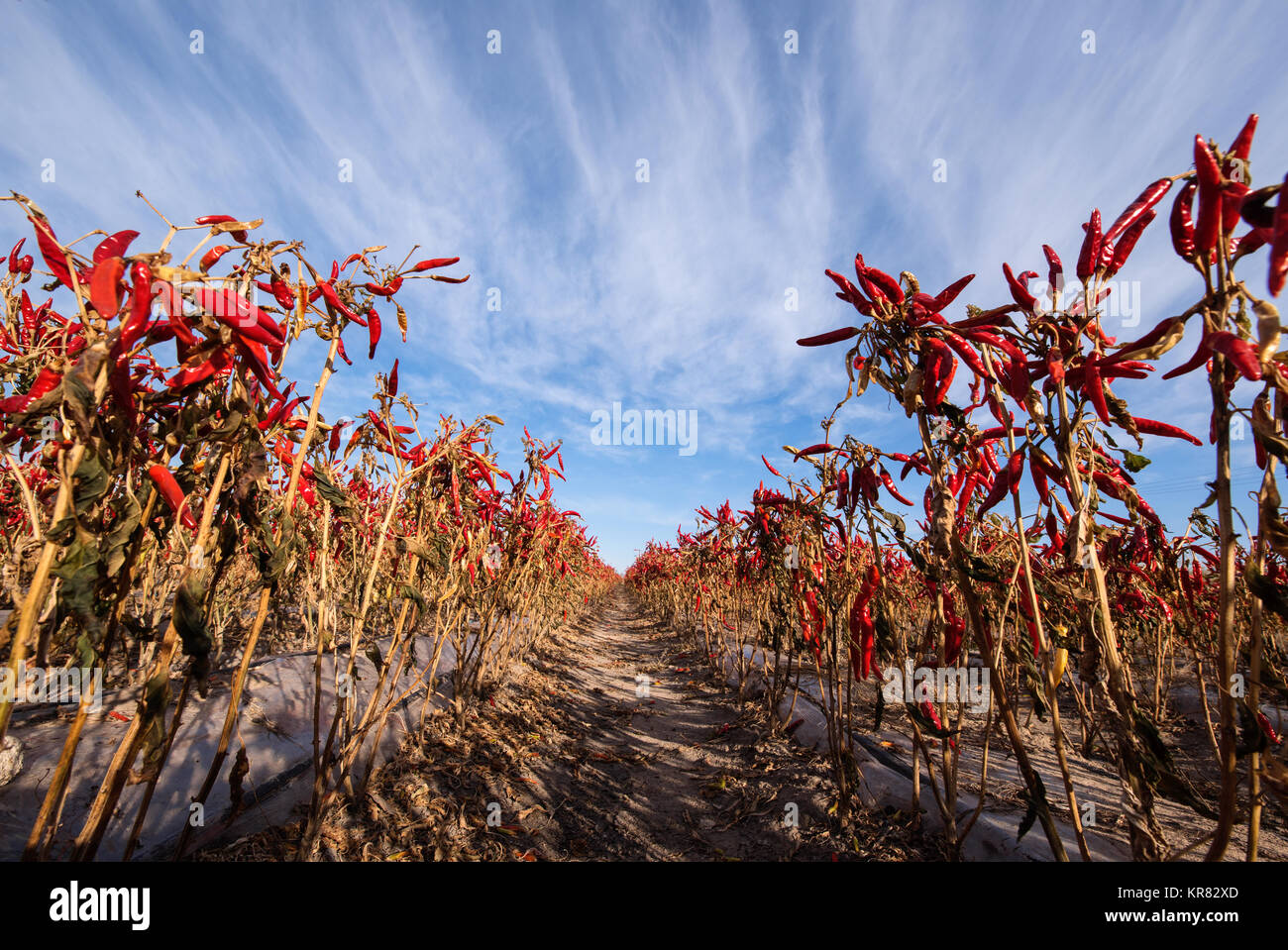 Chilli plantation hi-res stock photography and images - Alamy