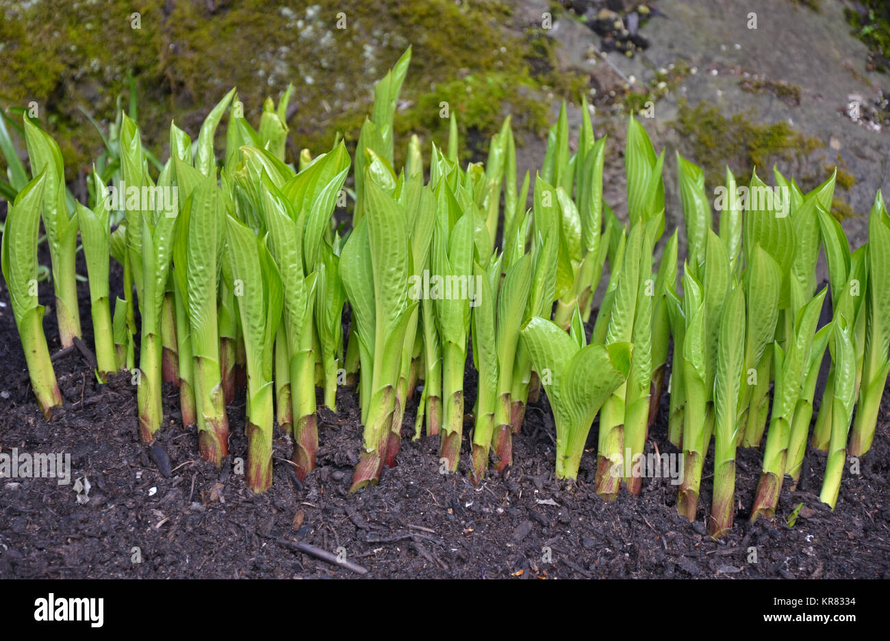 New green spring hosta plant shoots in rich dark soil Stock Photo - Alamy