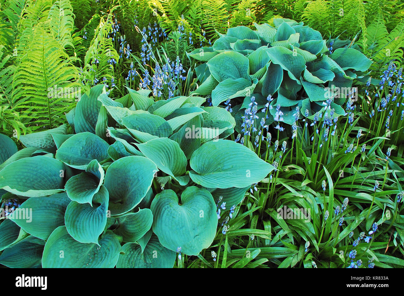 Lush green hosta plants in spring Stock Photo - Alamy