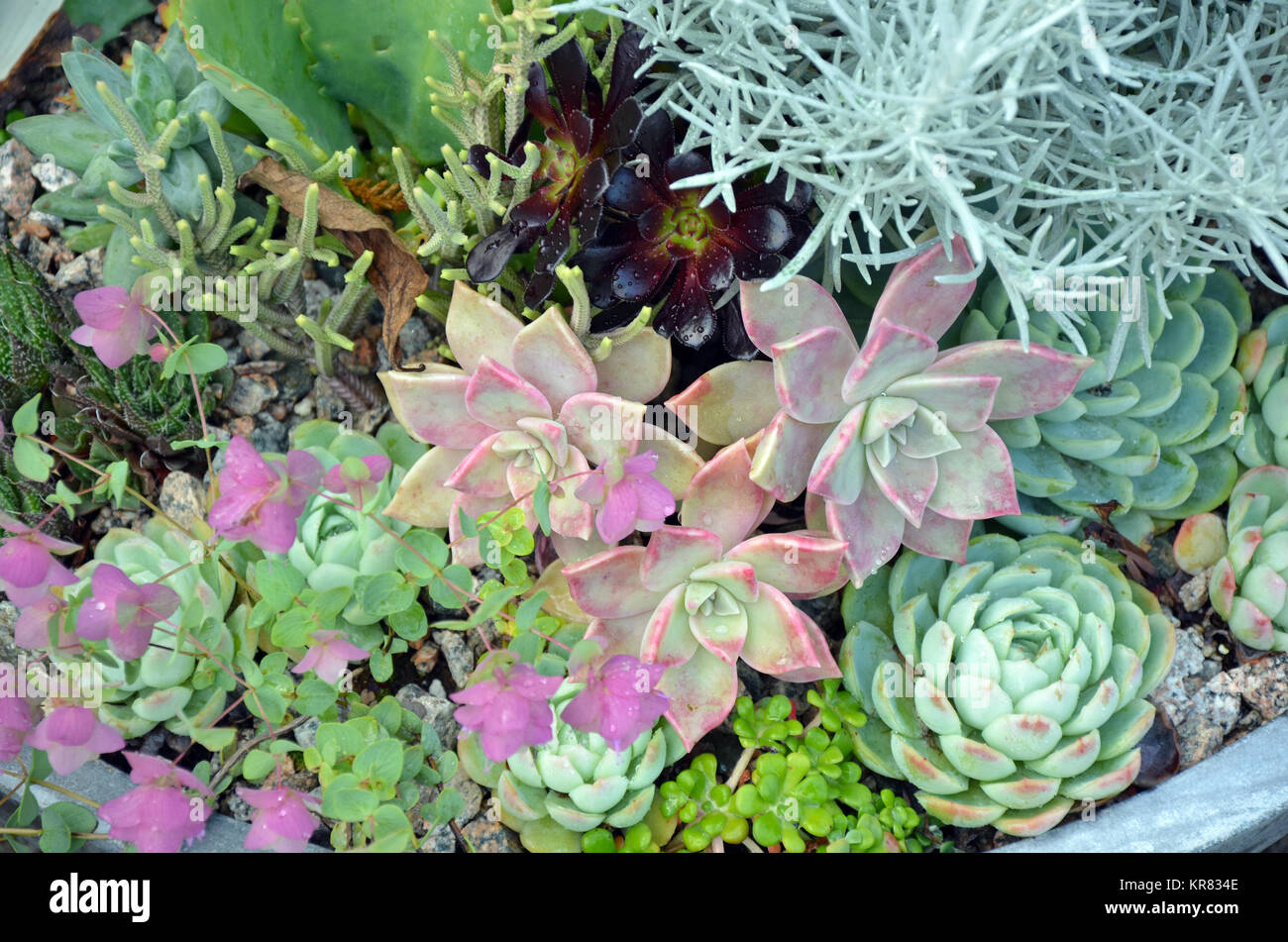 Assorted cacti and plants in stone planter Stock Photo - Alamy