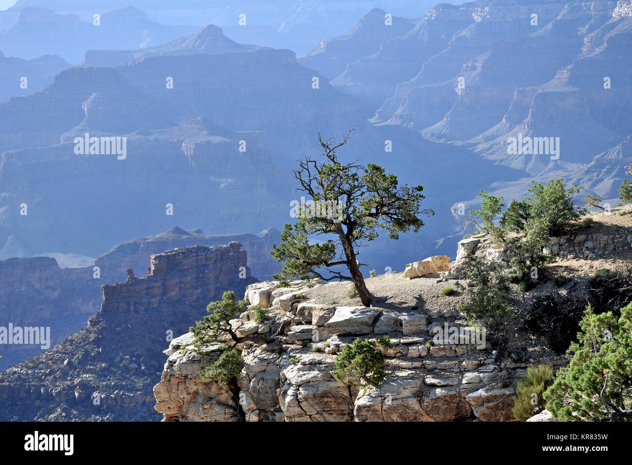 Lone tree on cliff in Grand Canyon, Arizona Stock Photo - Alamy