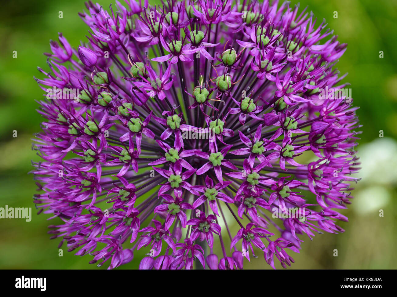 Close up of beautiful single purple allium flower Stock Photo - Alamy
