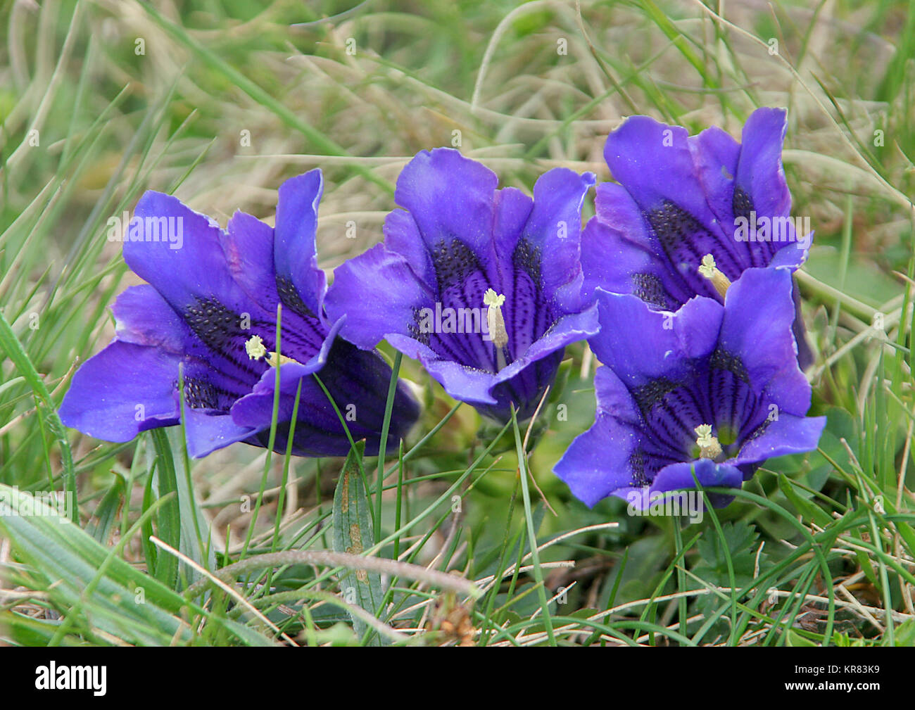 stemless gentian flowers,gentiana clusii Stock Photo - Alamy