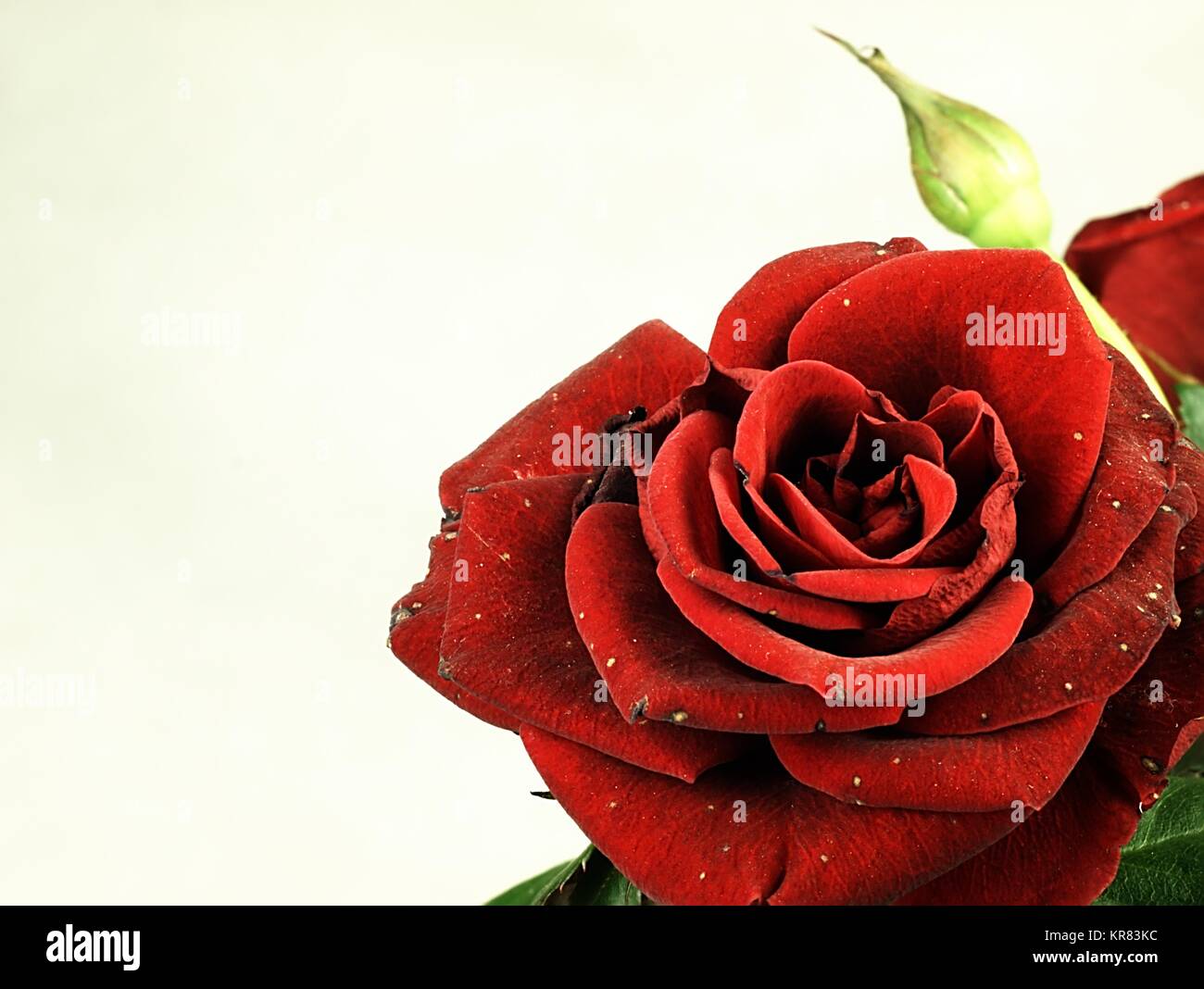 True red rose Slightly damaged petals Stock Photo - Alamy