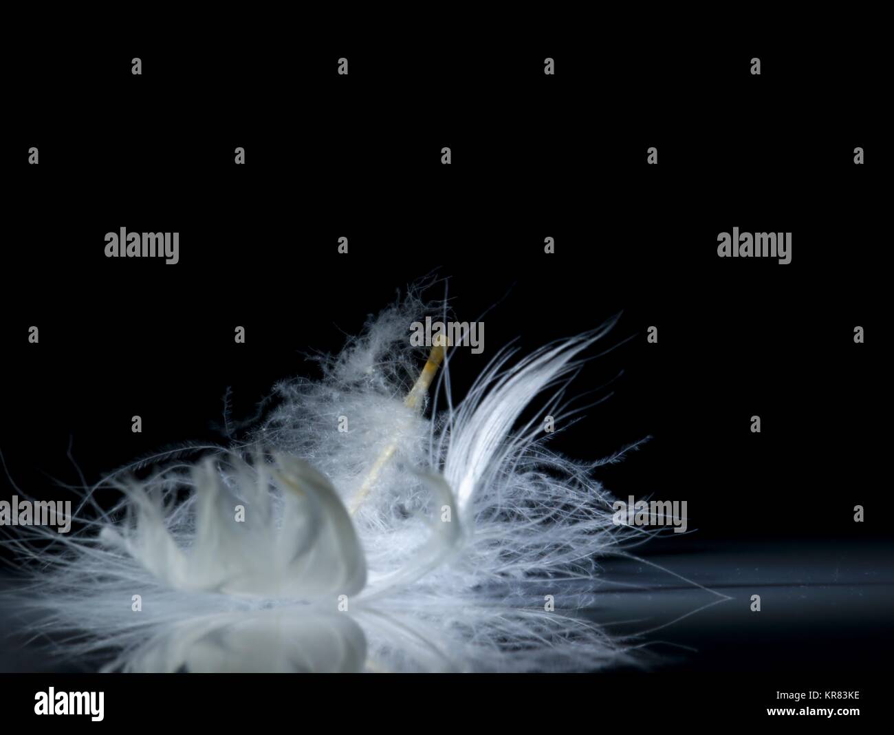 White delicate feather Stock Photo - Alamy