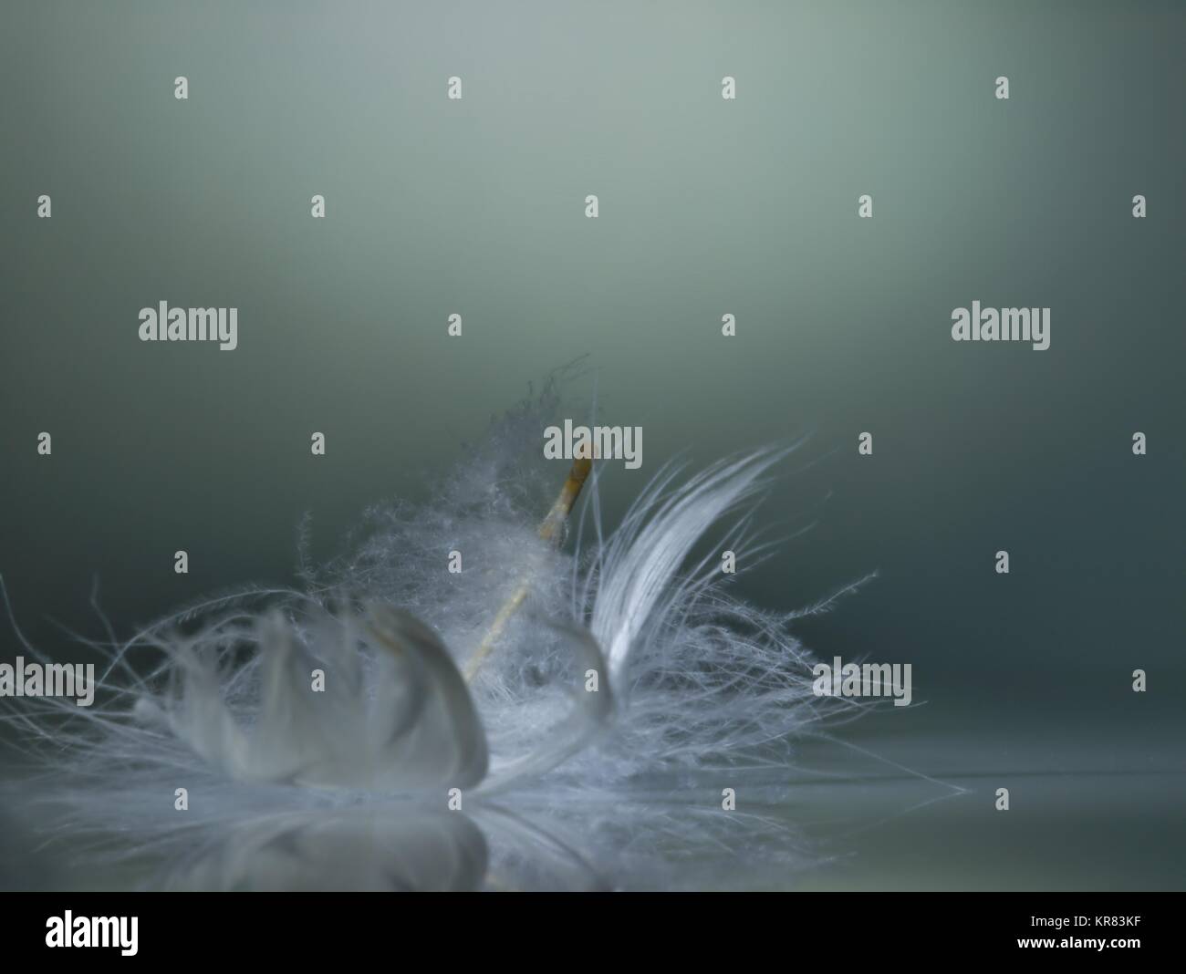 White delicate feather Stock Photo - Alamy