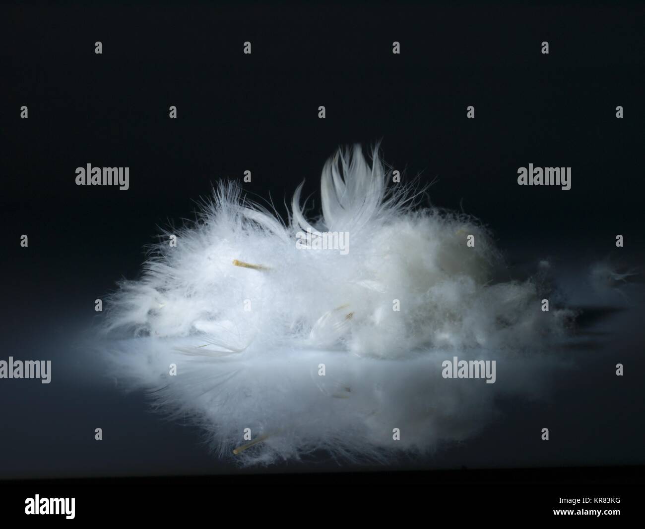 White delicate feather Stock Photo - Alamy