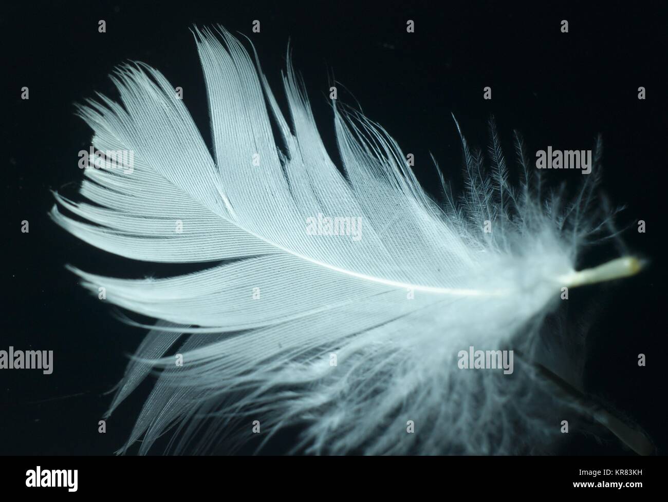 White delicate feather Stock Photo - Alamy