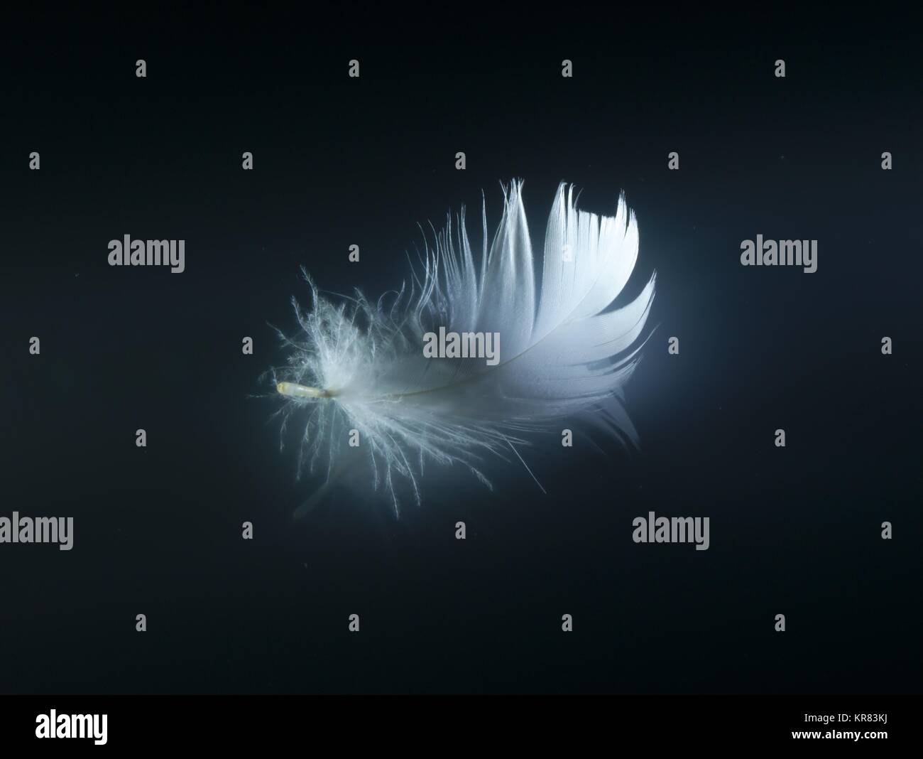 White delicate feather Stock Photo - Alamy
