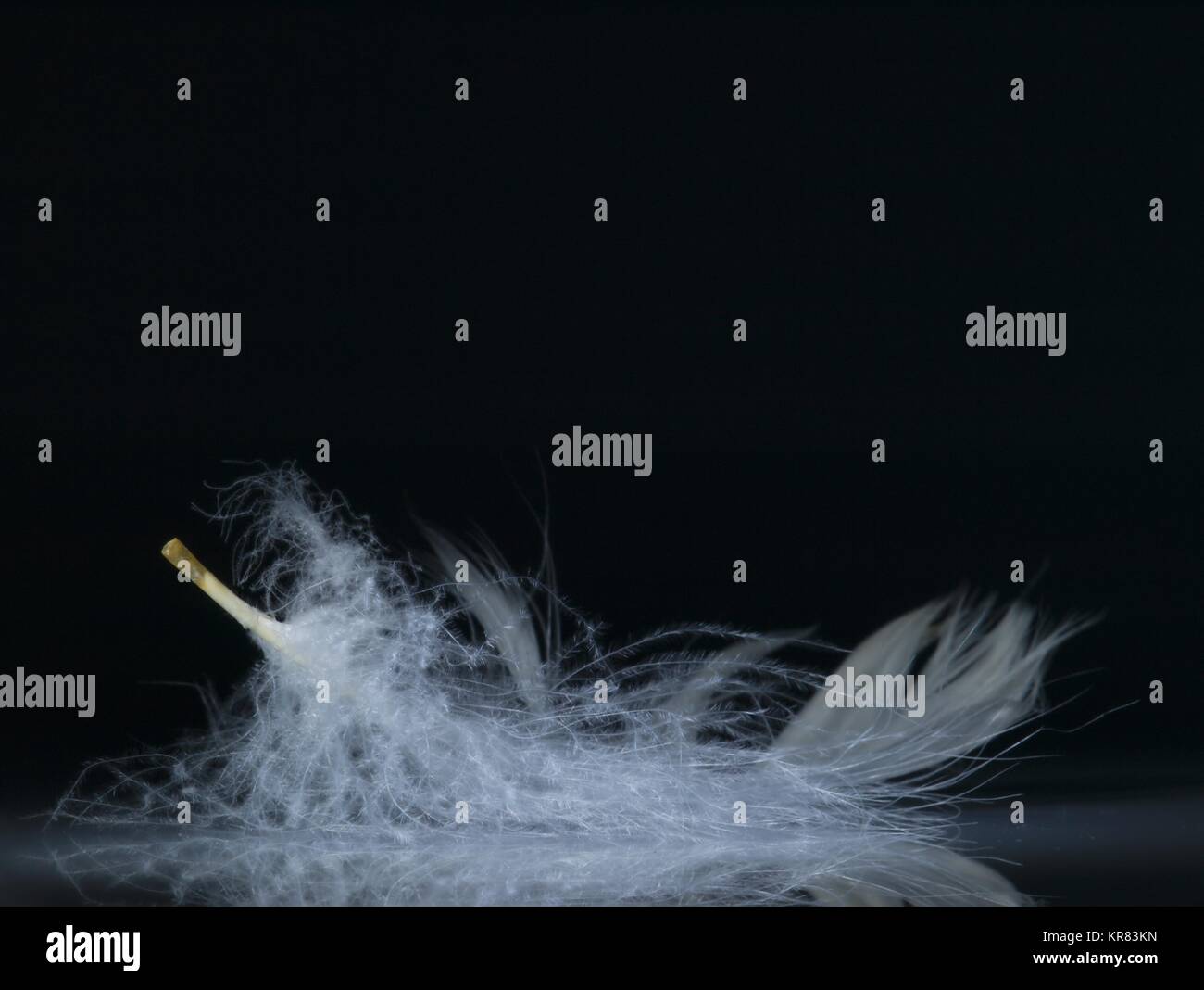 Delicate feather details hi-res stock photography and images - Alamy