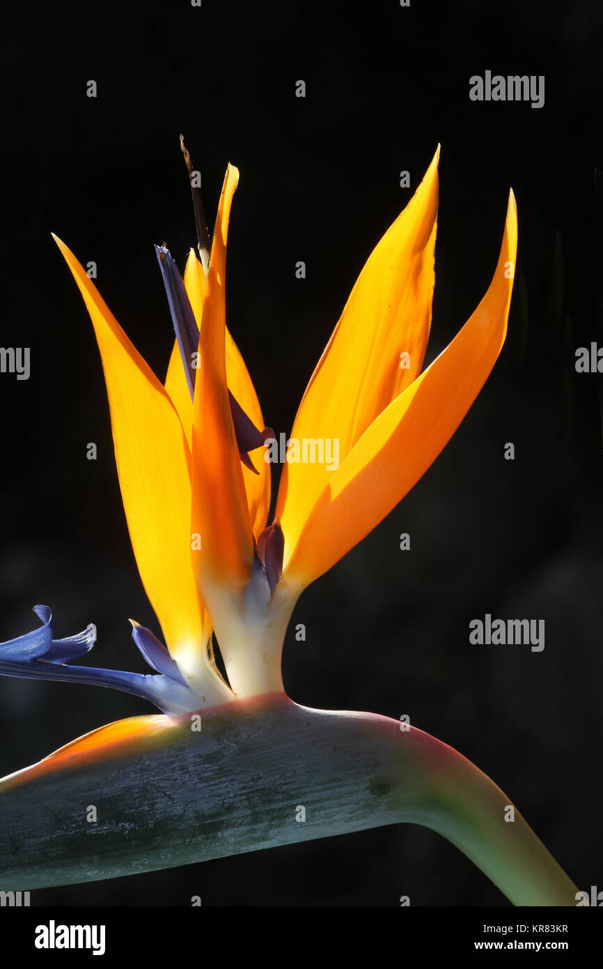strelizie,bird of paradise flower,strelitzia reginae Stock Photo - Alamy