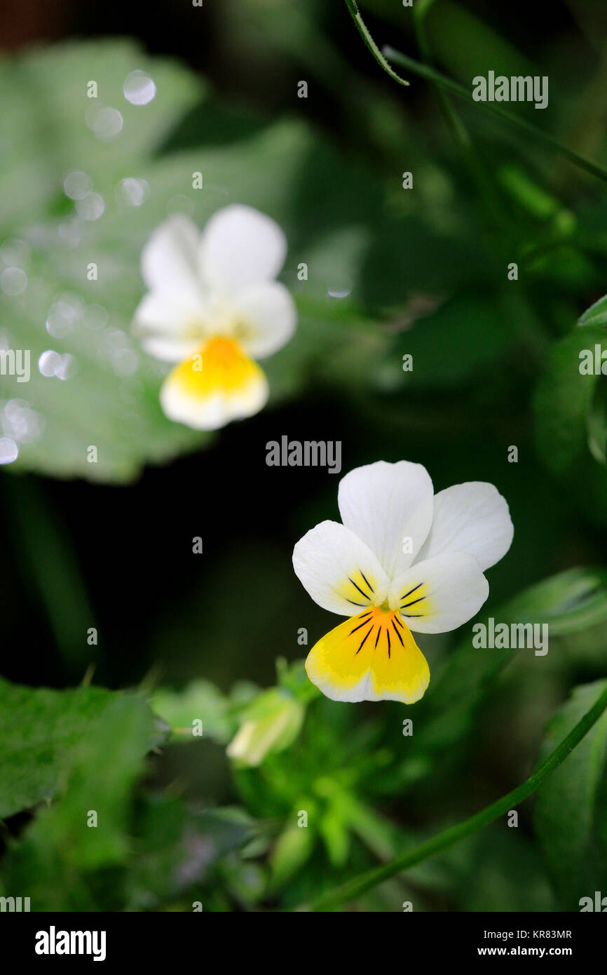 field pansy,flowers,viola arvensis Stock Photo - Alamy