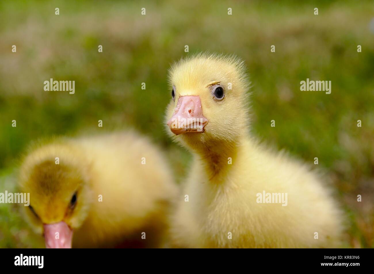Yellow goose on the grass Stock Photo - Alamy