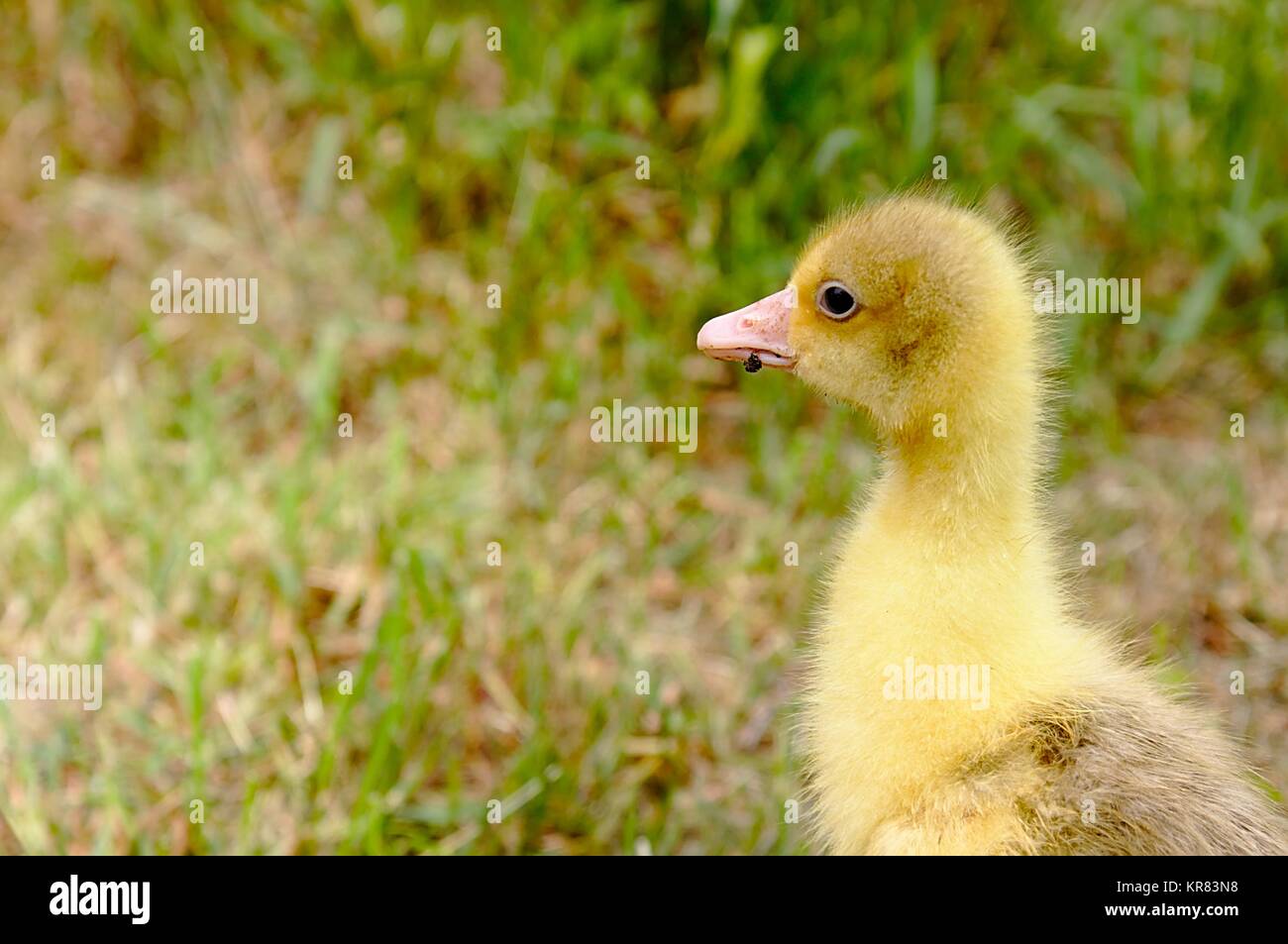 Yellow goose hi-res stock photography and images - Alamy