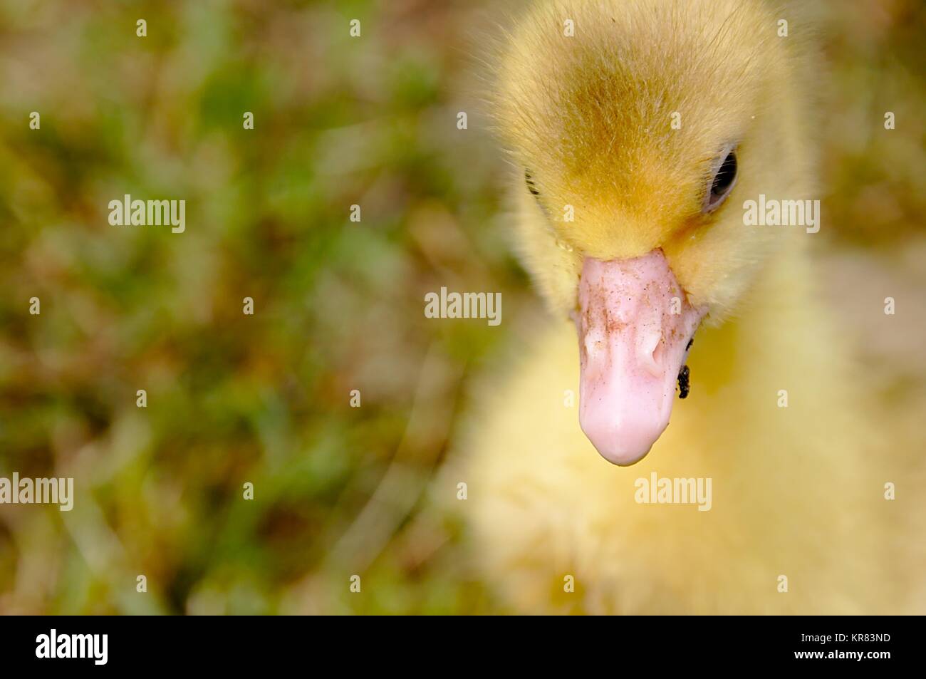 The small yellow goose on the grass Stock Photo - Alamy