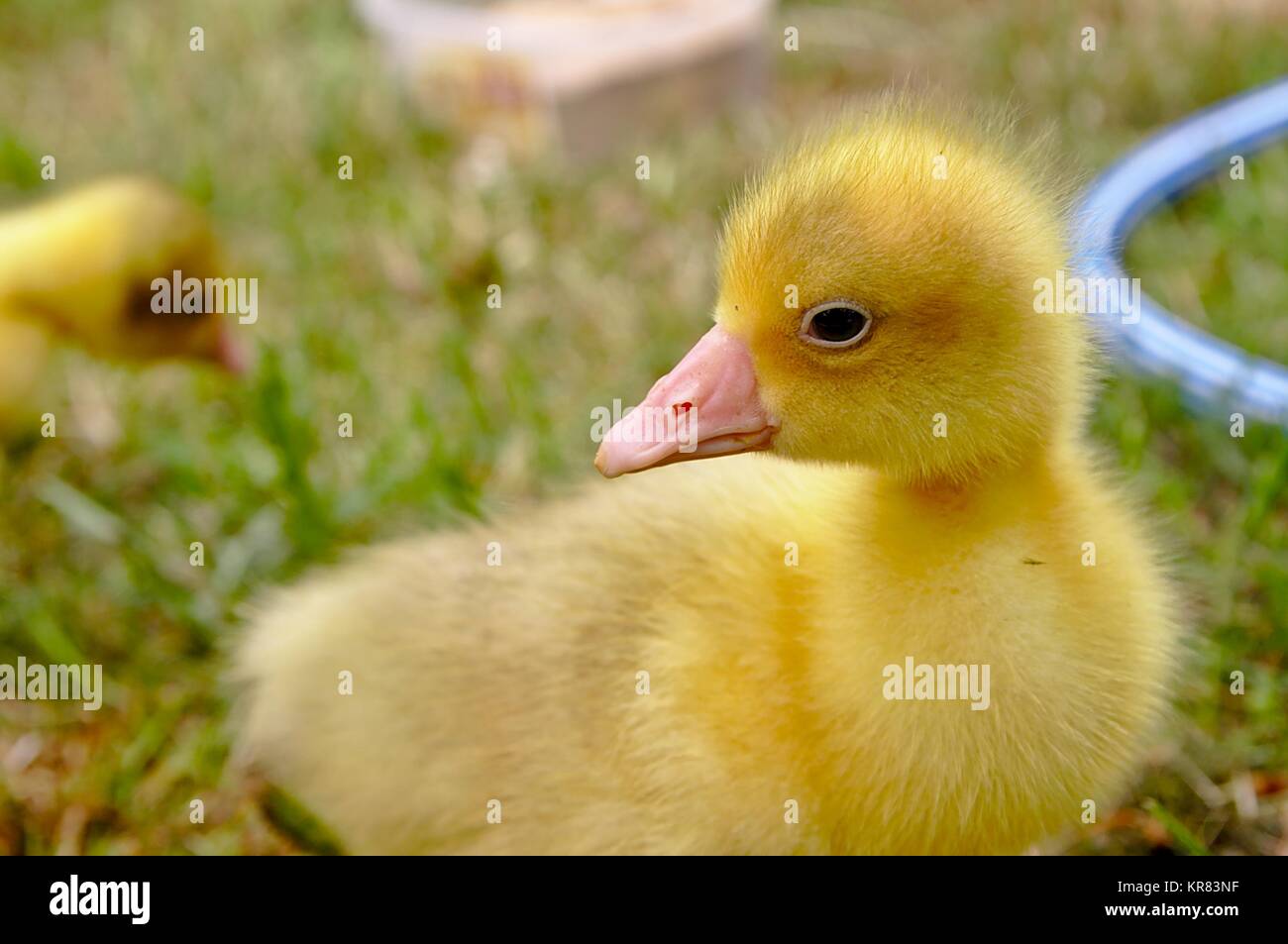 The small yellow goose on the grass Stock Photo - Alamy