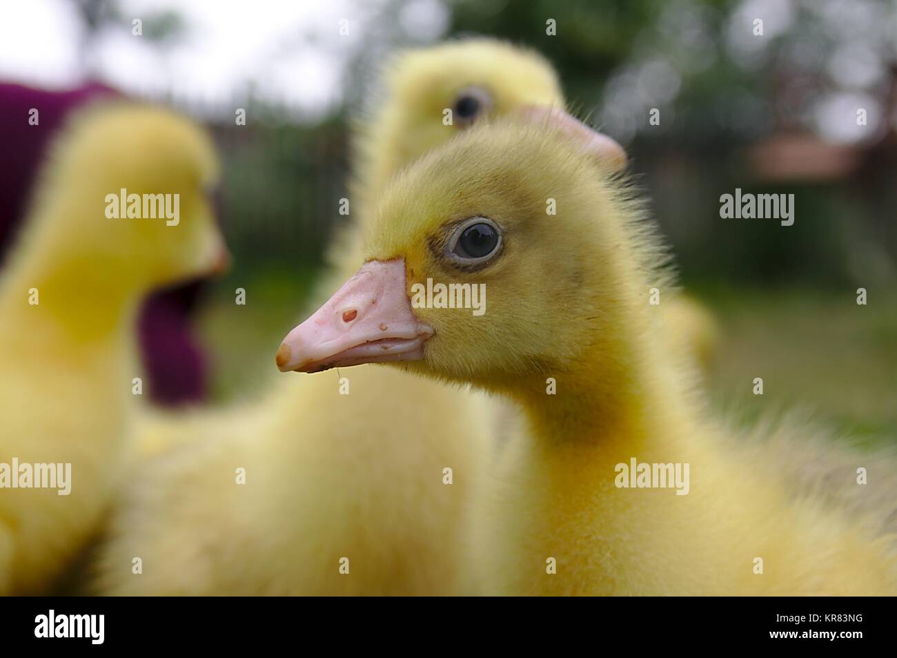 Yellow goose on the grass Stock Photo - Alamy