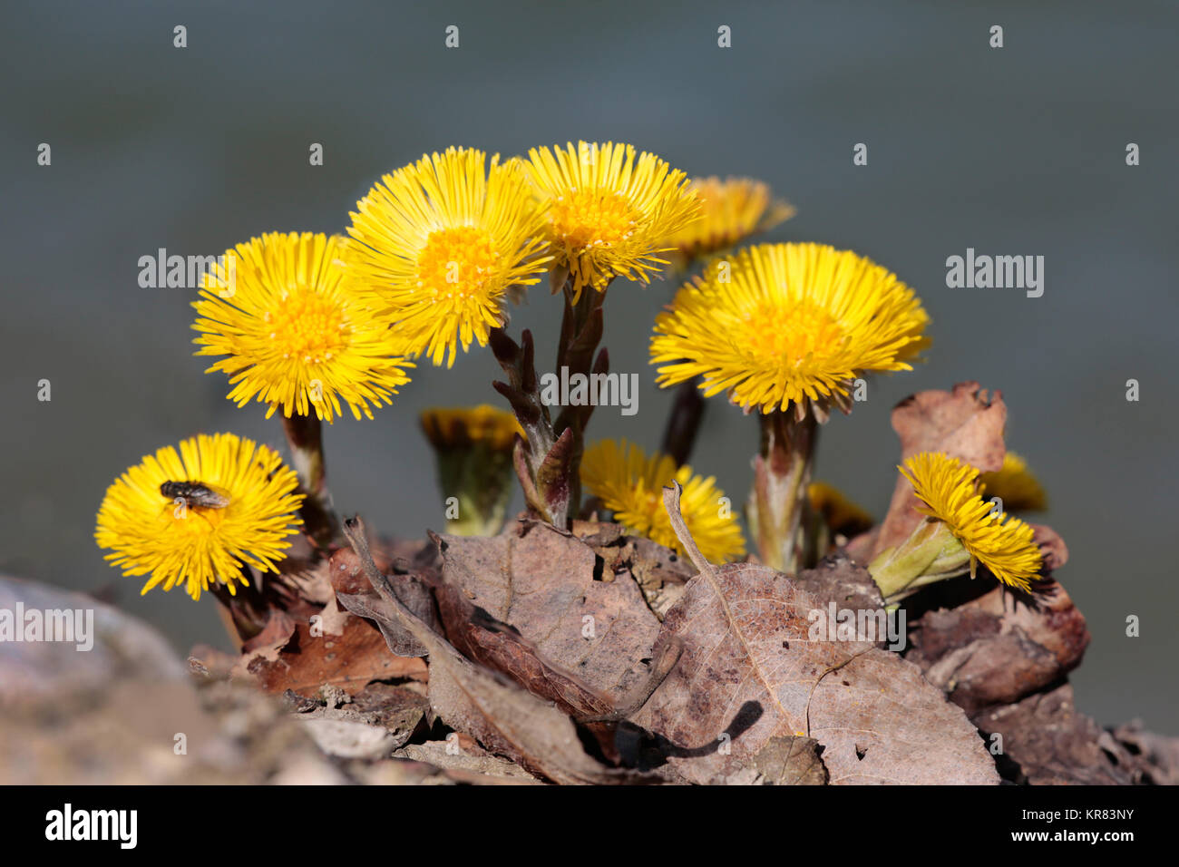 Coltsfoot flowers hi-res stock photography and images - Alamy