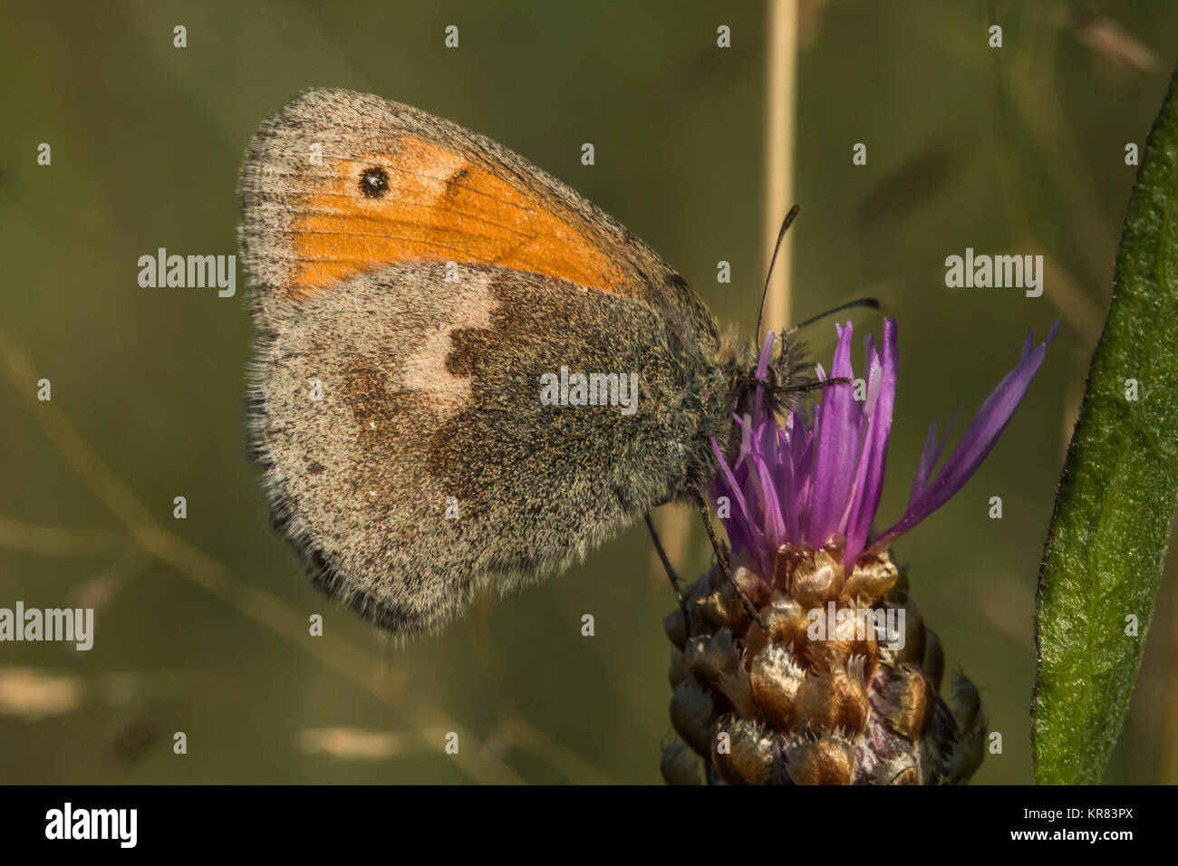 small heath (coenonympha pamphilus Stock Photo - Alamy