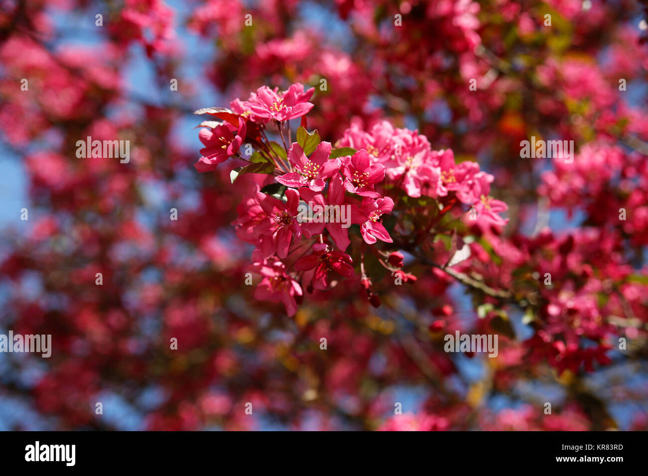 Red apples apple blossoms hi-res stock photography and images - Alamy