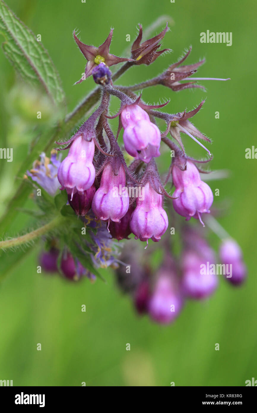 comfrey flowers,symphytum officinalis Stock Photo - Alamy