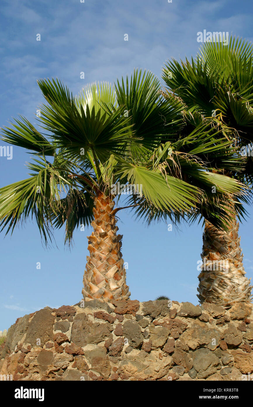 phoenix palms,phoenix theophrastii Stock Photo - Alamy