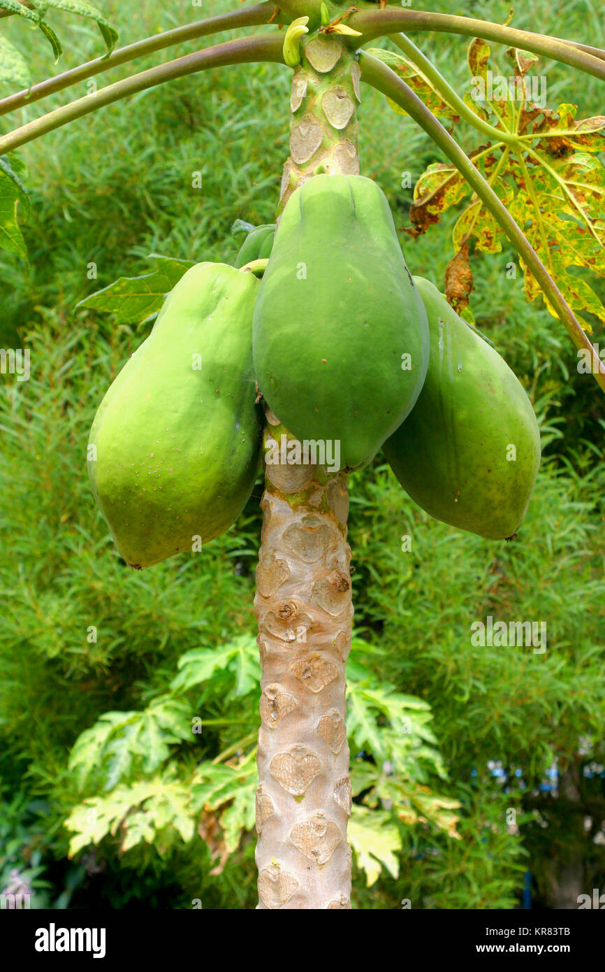 papaya on the tree Stock Photo - Alamy