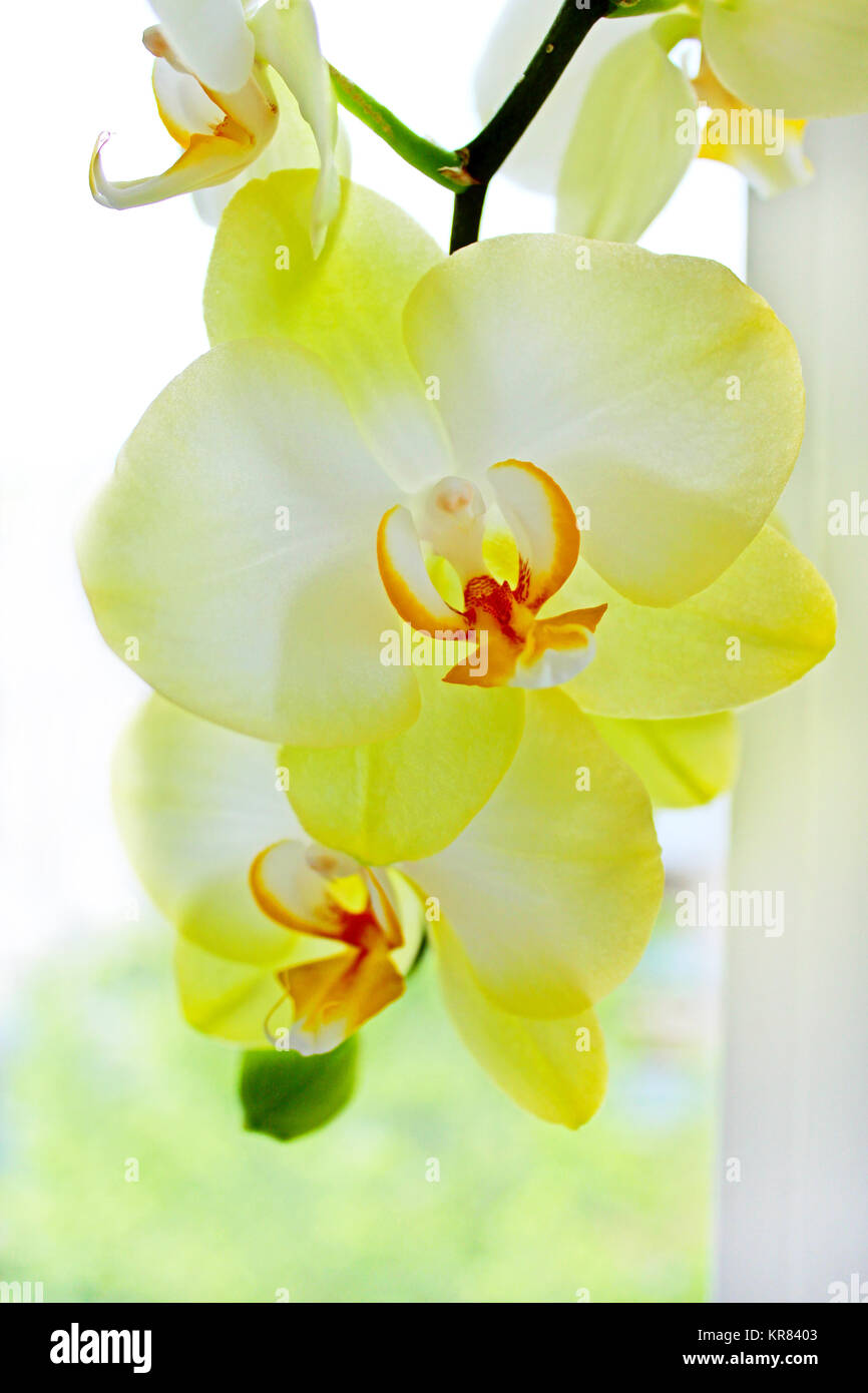 tender flowers of orchid Stock Photo - Alamy